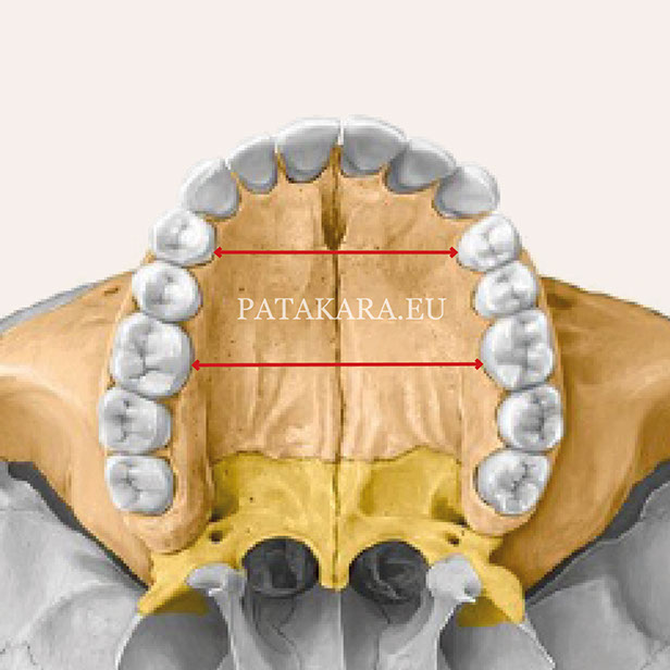 Formulario de pedido Patakara | Patakara.eu - Distribuidor Oficial Patakara